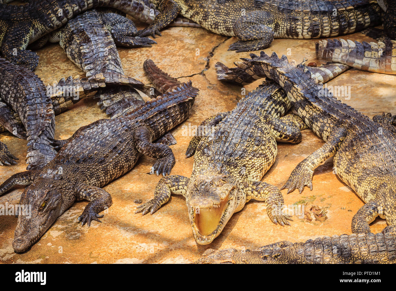 Group of many crocodiles are basking in the concrete pond. Crocodile ...