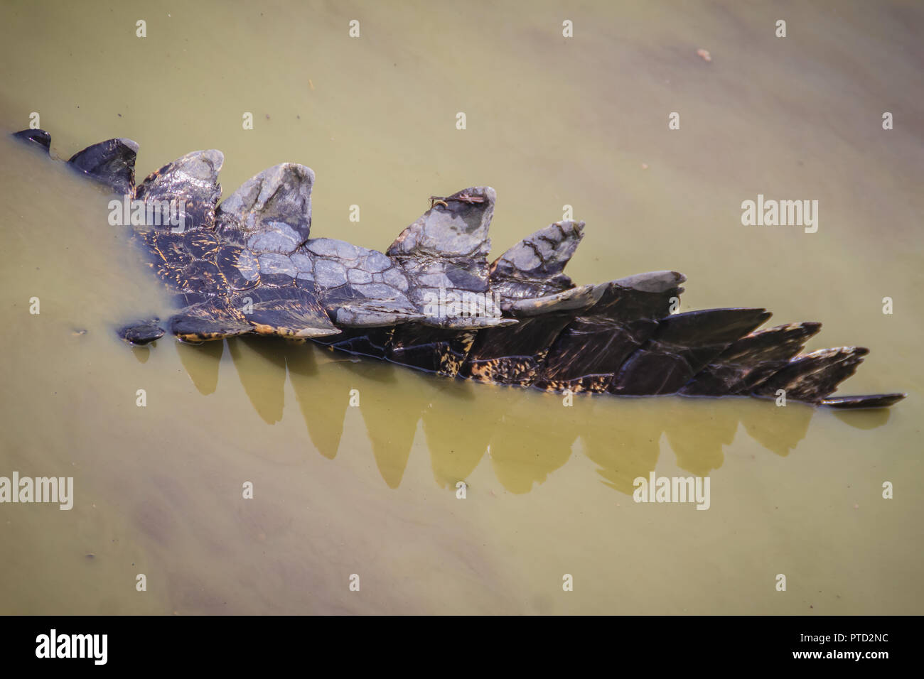 Alive crocodile tail pattern from the living body for background ...