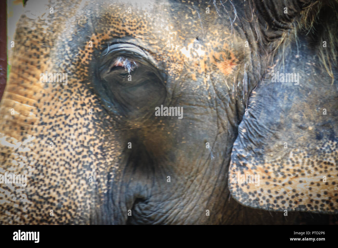 Old and skinny elephant is chained and look very pitiful Stock Photo ...