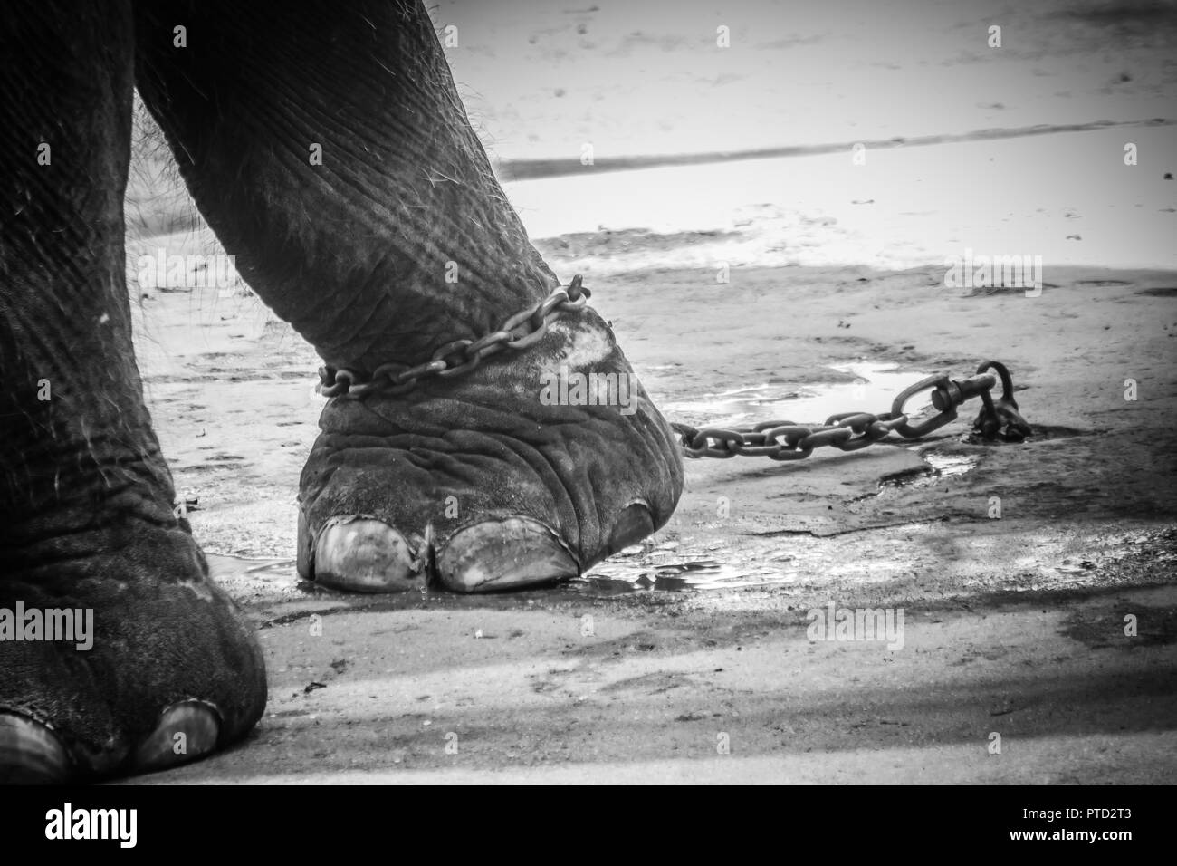 Foot restraint Black and White Stock Photos & Images - Alamy