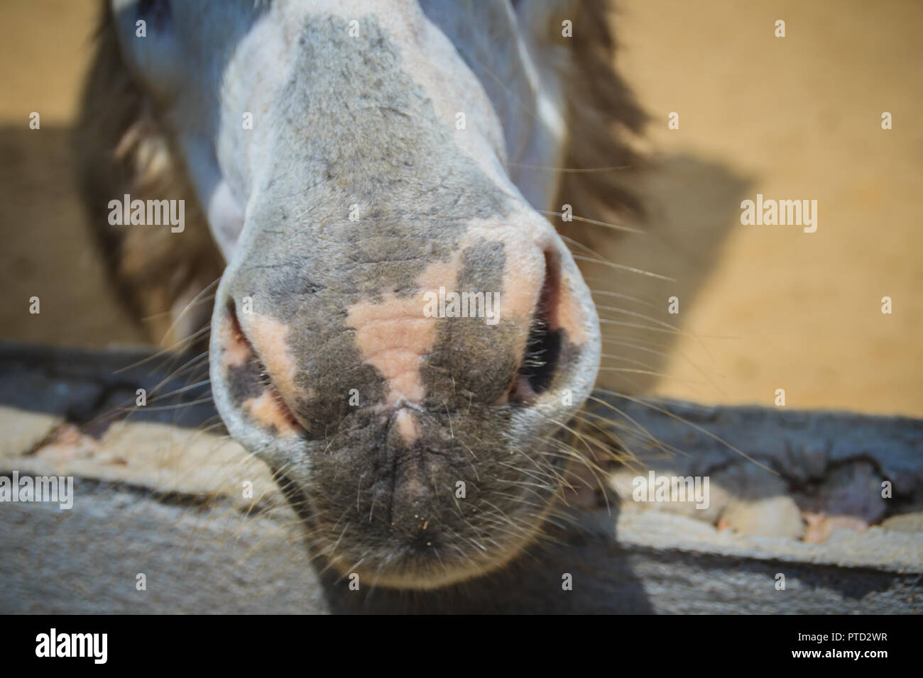 Offspring male donkey female horse hi-res stock photography and images ...