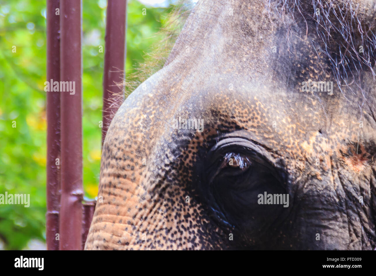Old and skinny elephant is chained and look very pitiful Stock Photo ...