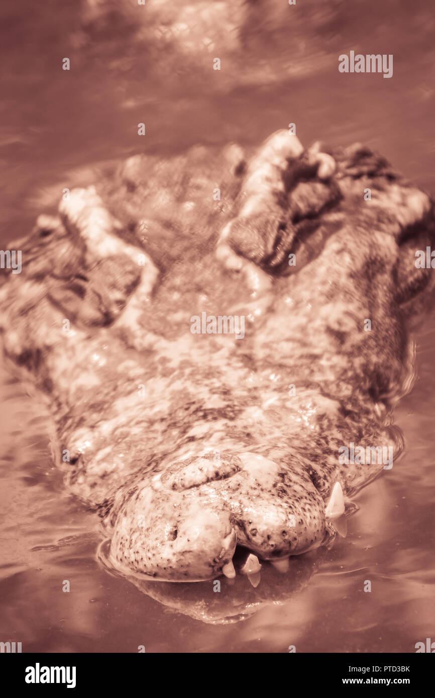 Dreadful crocodile is emerging from the water with a toothy grin to ...