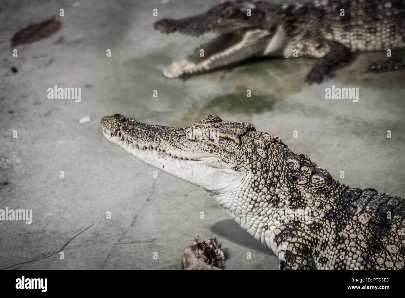 Scary crocodile is eating fresh meat in the farm. Crocodile farming for ...