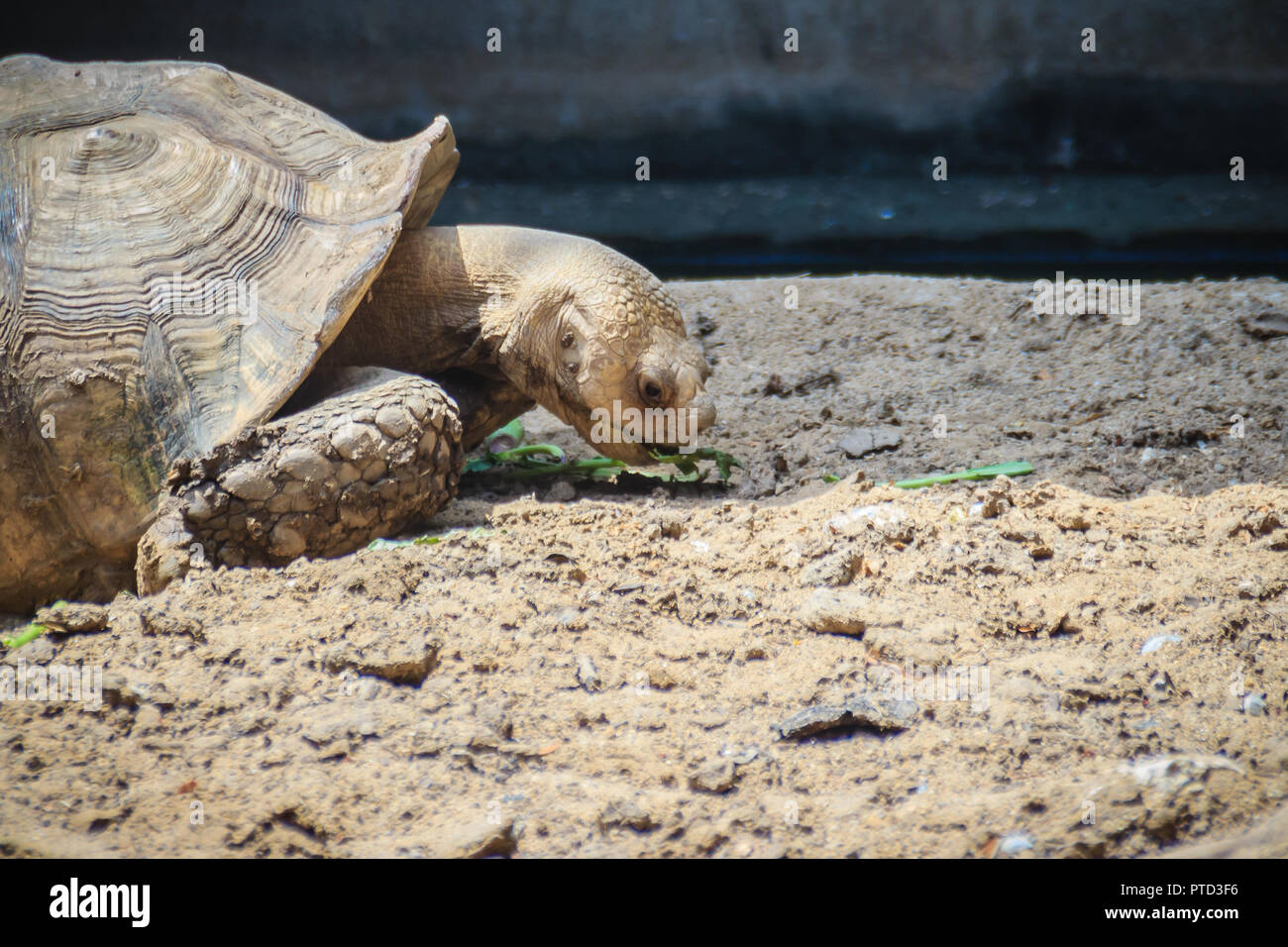Old tortoise eating vegetables hi-res stock photography and images - Alamy