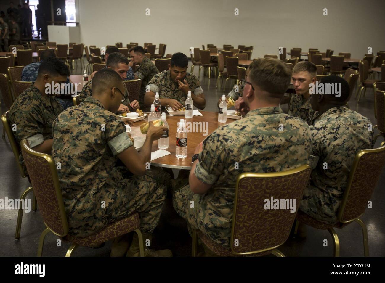 Donor pig hi-res stock photography and images - Alamy