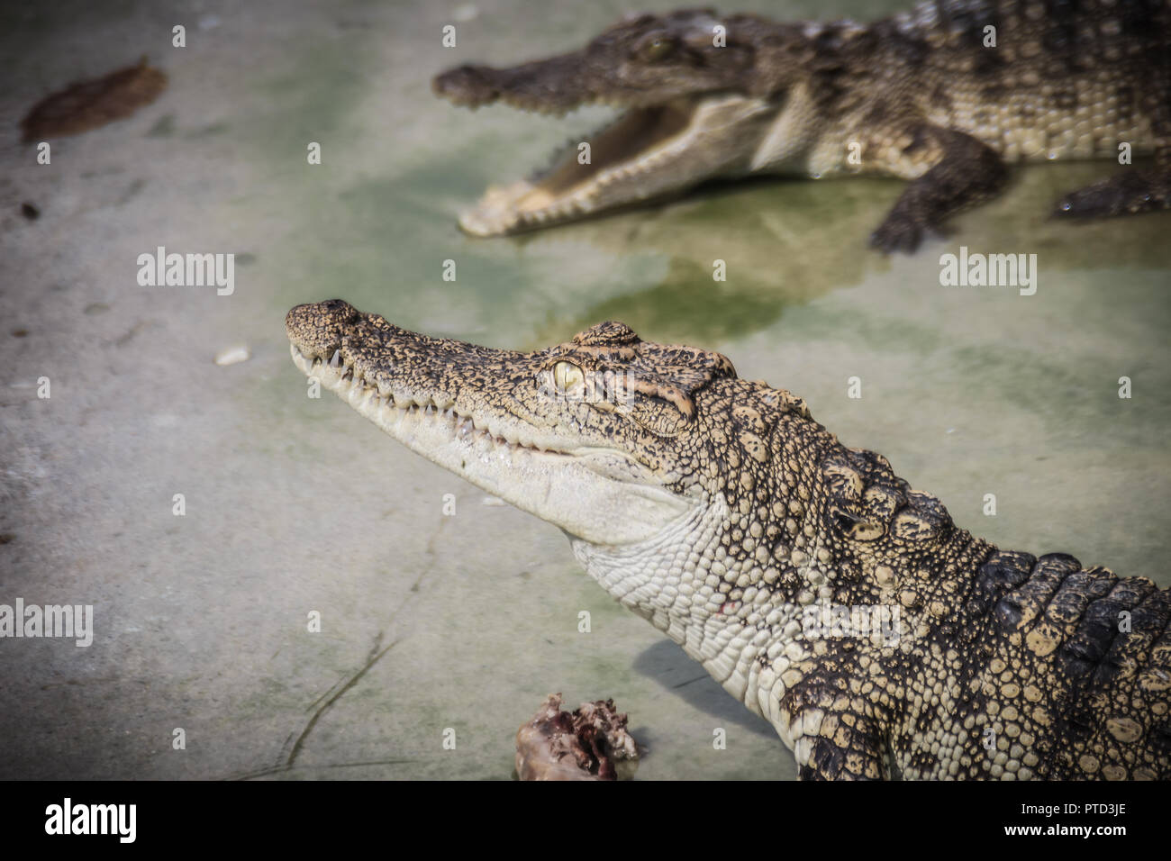 Scary crocodile is eating fresh meat in the farm. Crocodile farming for ...
