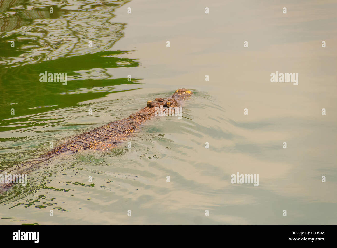 Crocodile swimming in lagoon hi-res stock photography and images - Alamy