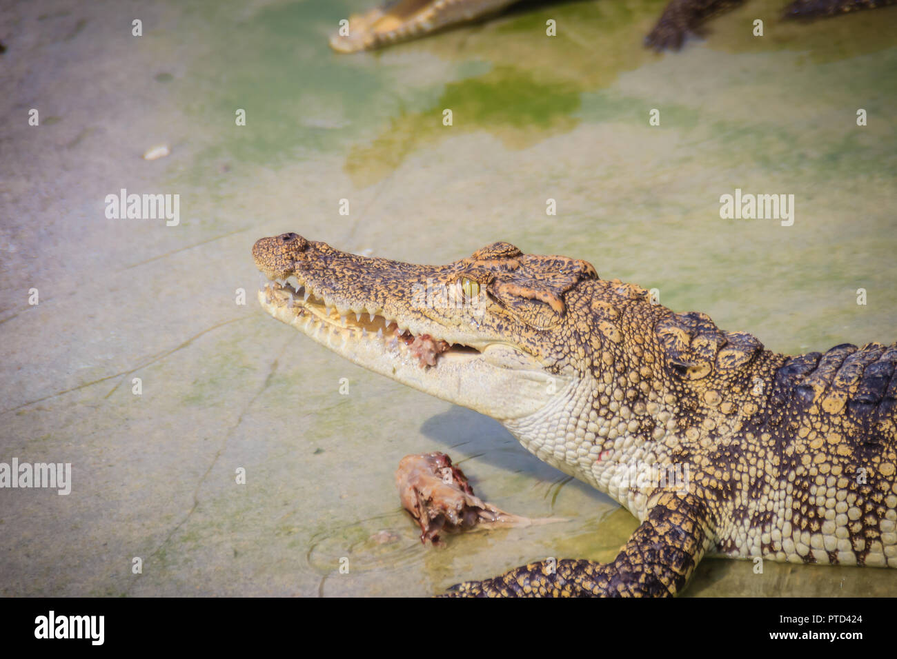 Scary crocodile is eating fresh meat in the farm. Crocodile farming for ...