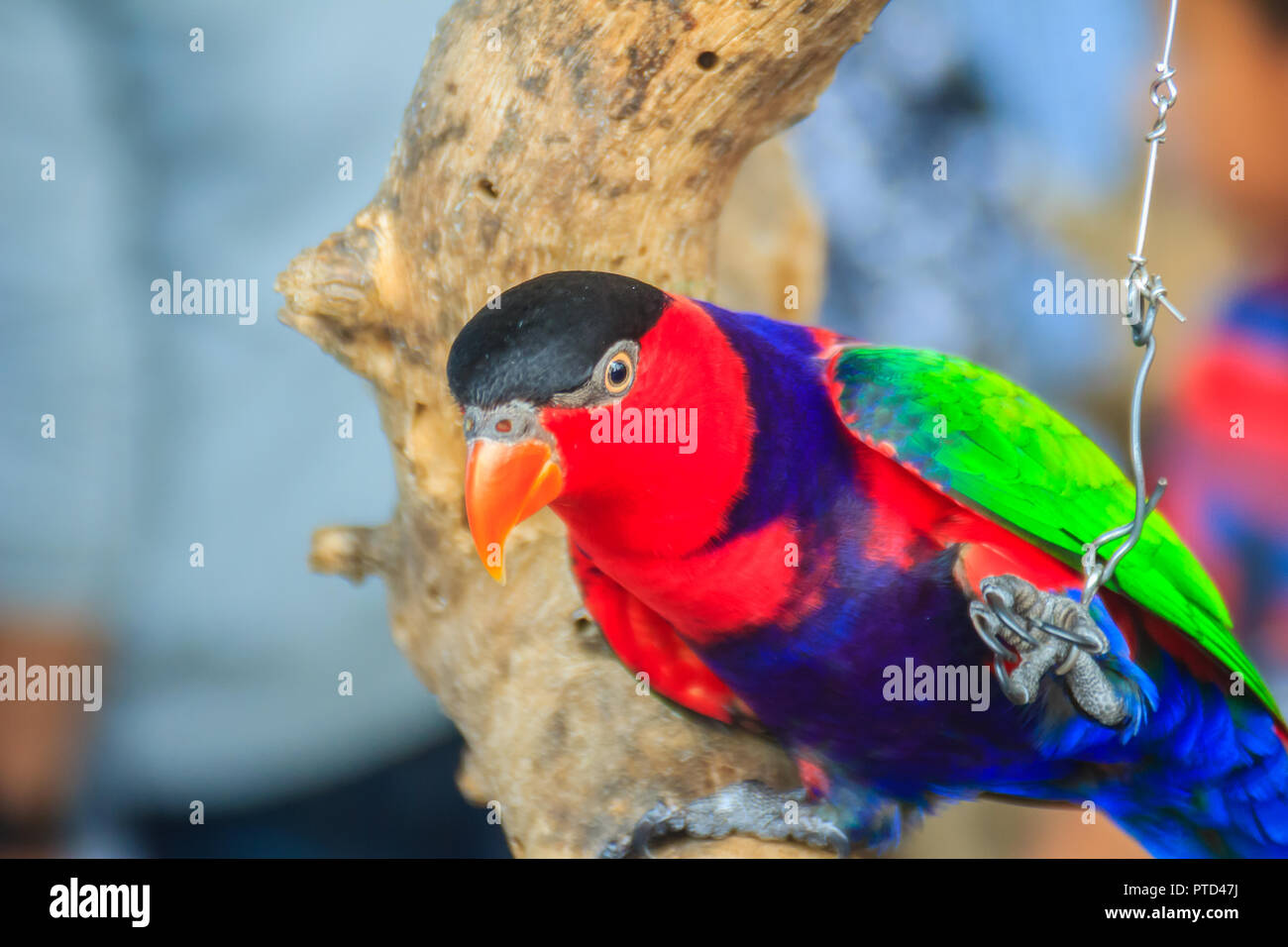 Leg chained black-capped lory parrot that look so sad and agonize ...