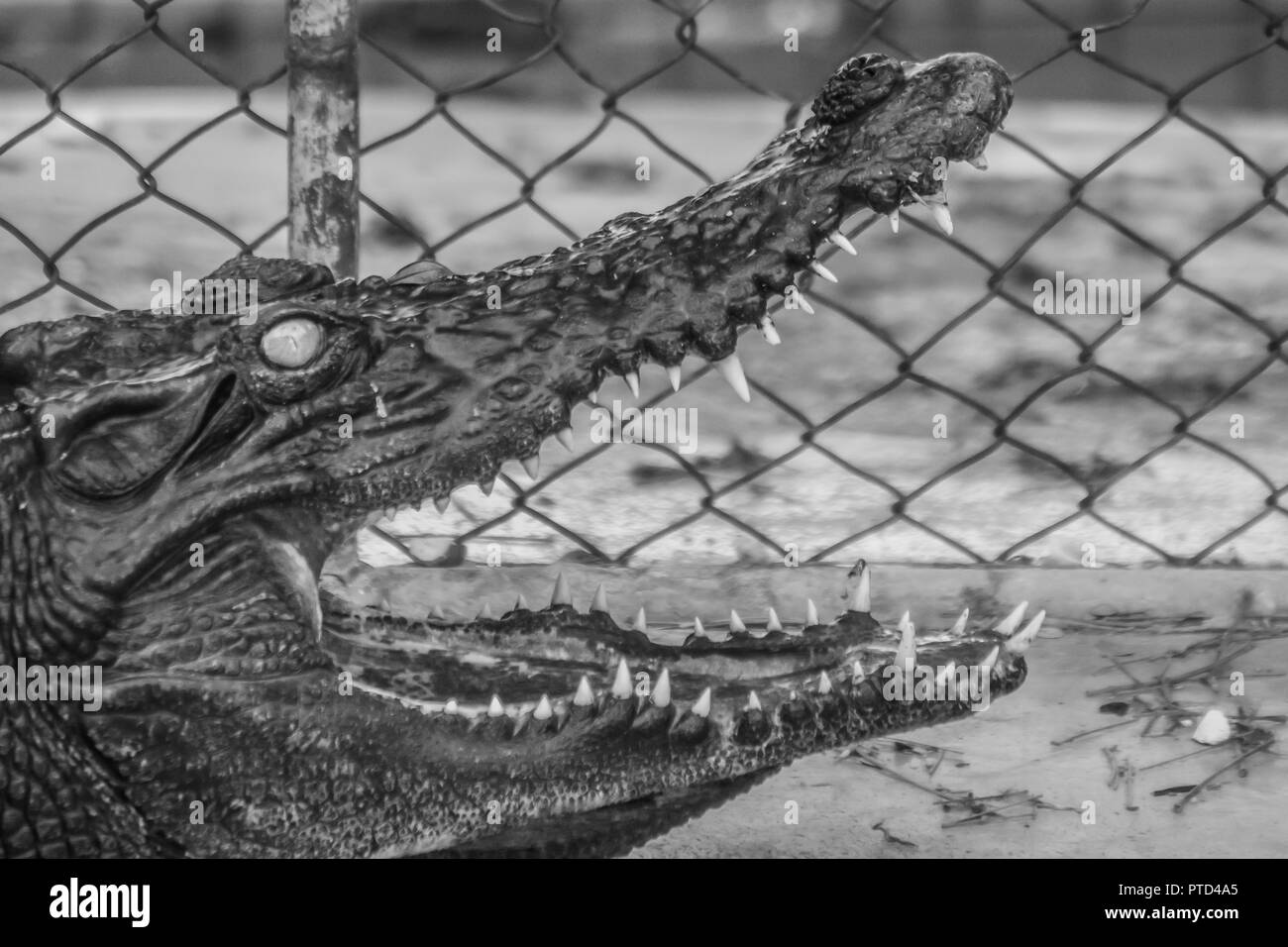 Adult afraid reptile Black and White Stock Photos & Images - Alamy