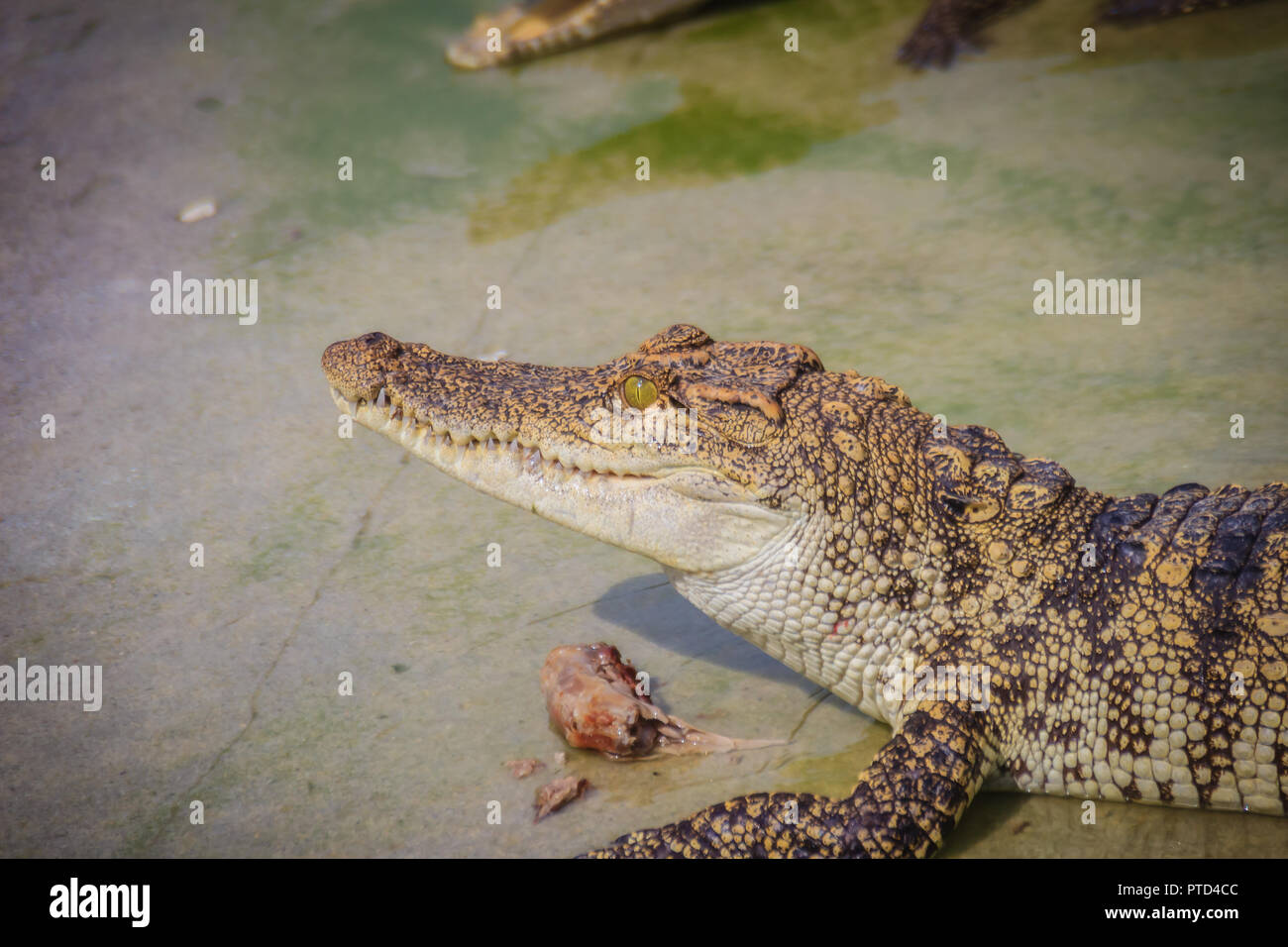 Scary crocodile is eating fresh meat in the farm. Crocodile farming for ...