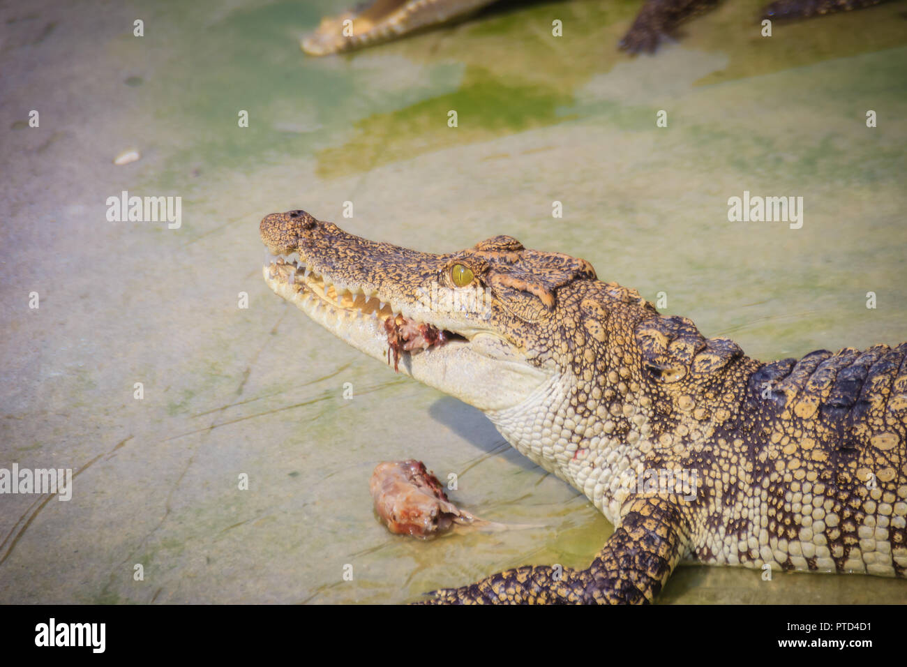Saltwater Crocodile Prey Stock Photos & Saltwater Crocodile Prey Stock ...