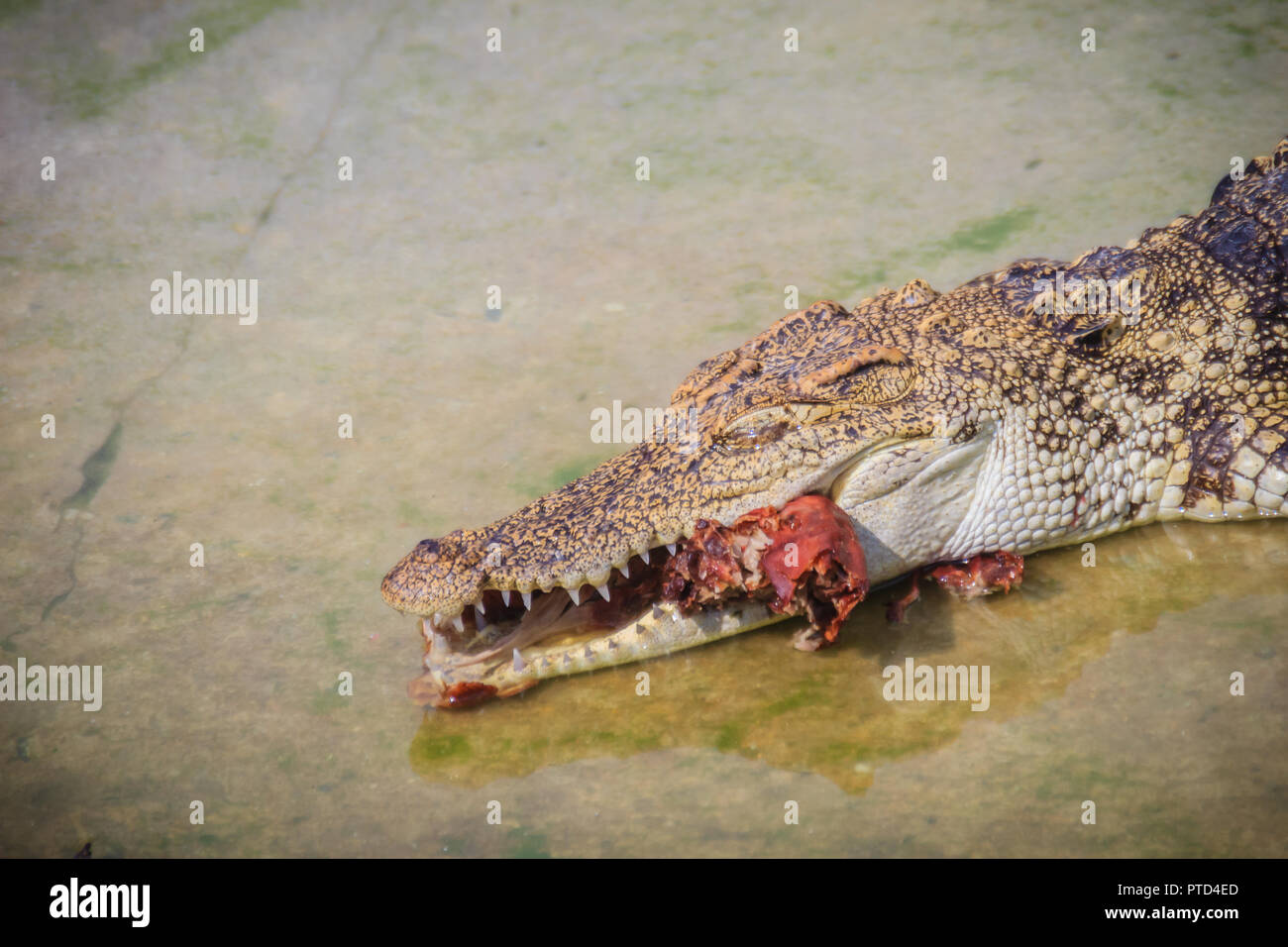 Scary crocodile is eating fresh meat in the farm. Crocodile farming for ...