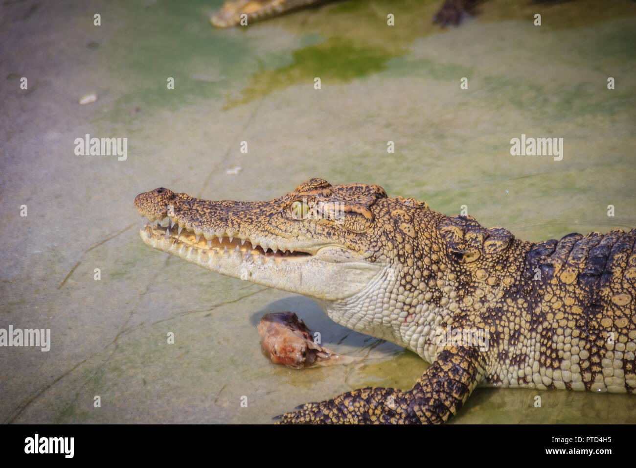 Scary crocodile is eating fresh meat in the farm. Crocodile farming for ...