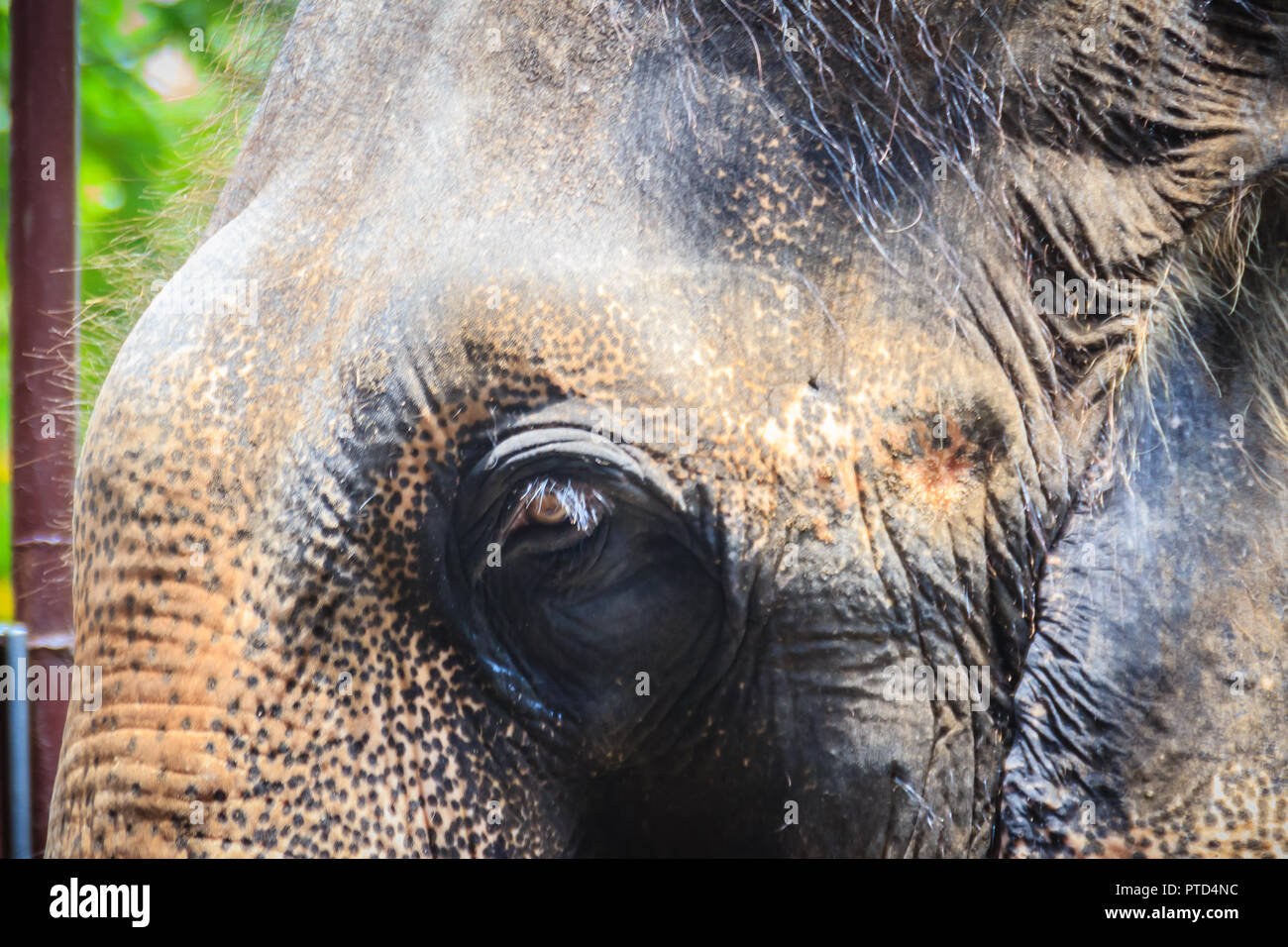Old and skinny elephant is chained and look very pitiful Stock Photo ...