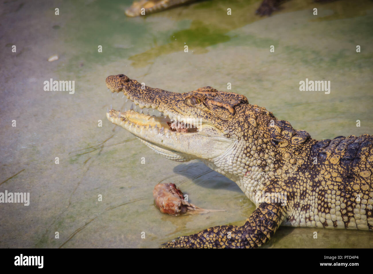 Scary crocodile is eating fresh meat in the farm. Crocodile farming for ...