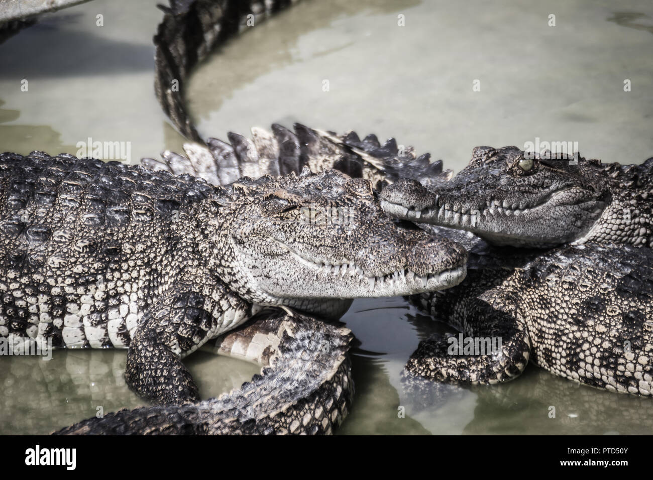 Scary crocodile is eating fresh meat in the farm. Crocodile farming for ...