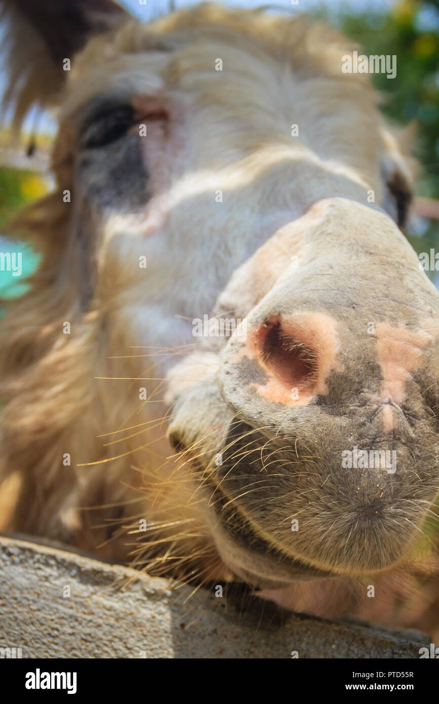 Offspring male donkey female horse hi-res stock photography and images ...