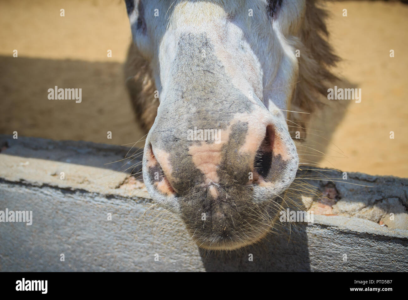 Offspring male donkey female horse hi-res stock photography and images ...