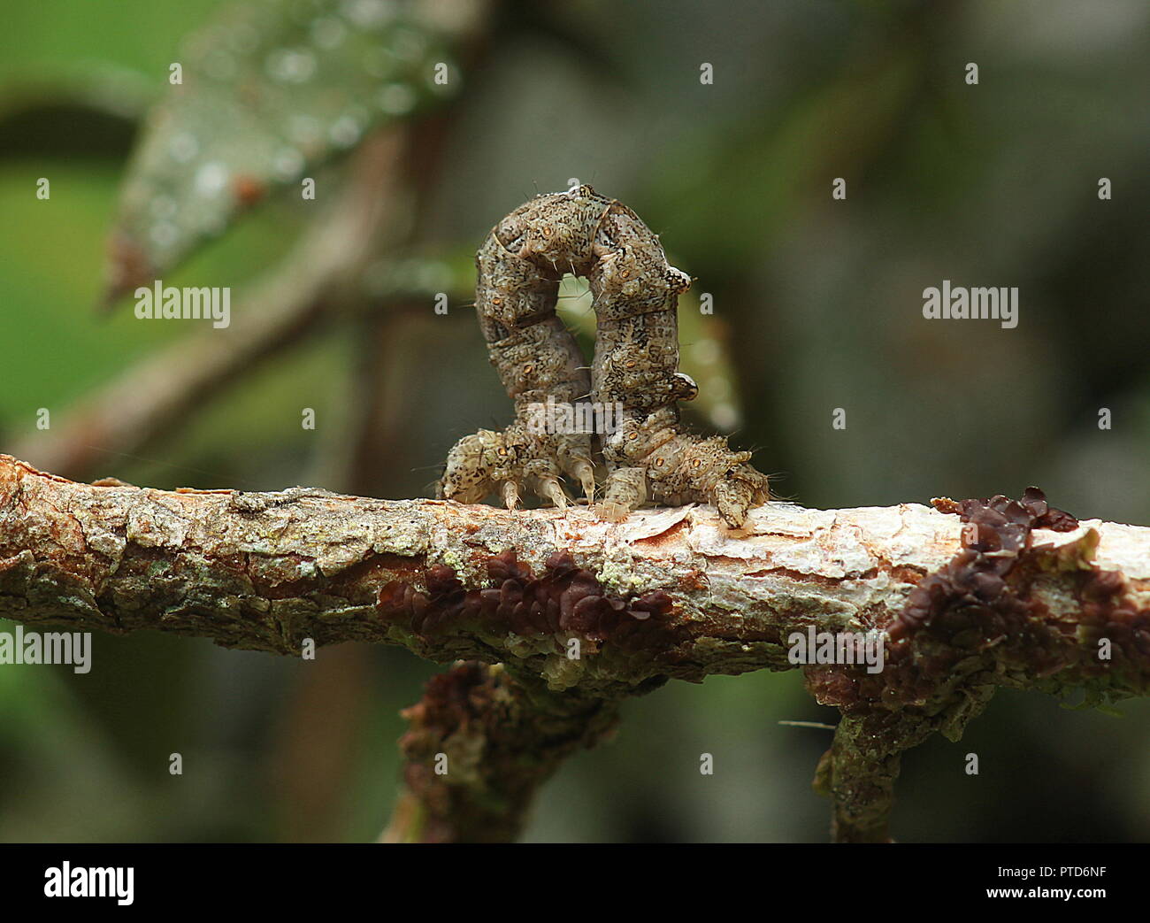 Looper hi-res stock photography and images - Alamy