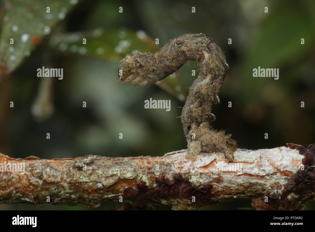 Looper caterpillar hi-res stock photography and images - Alamy