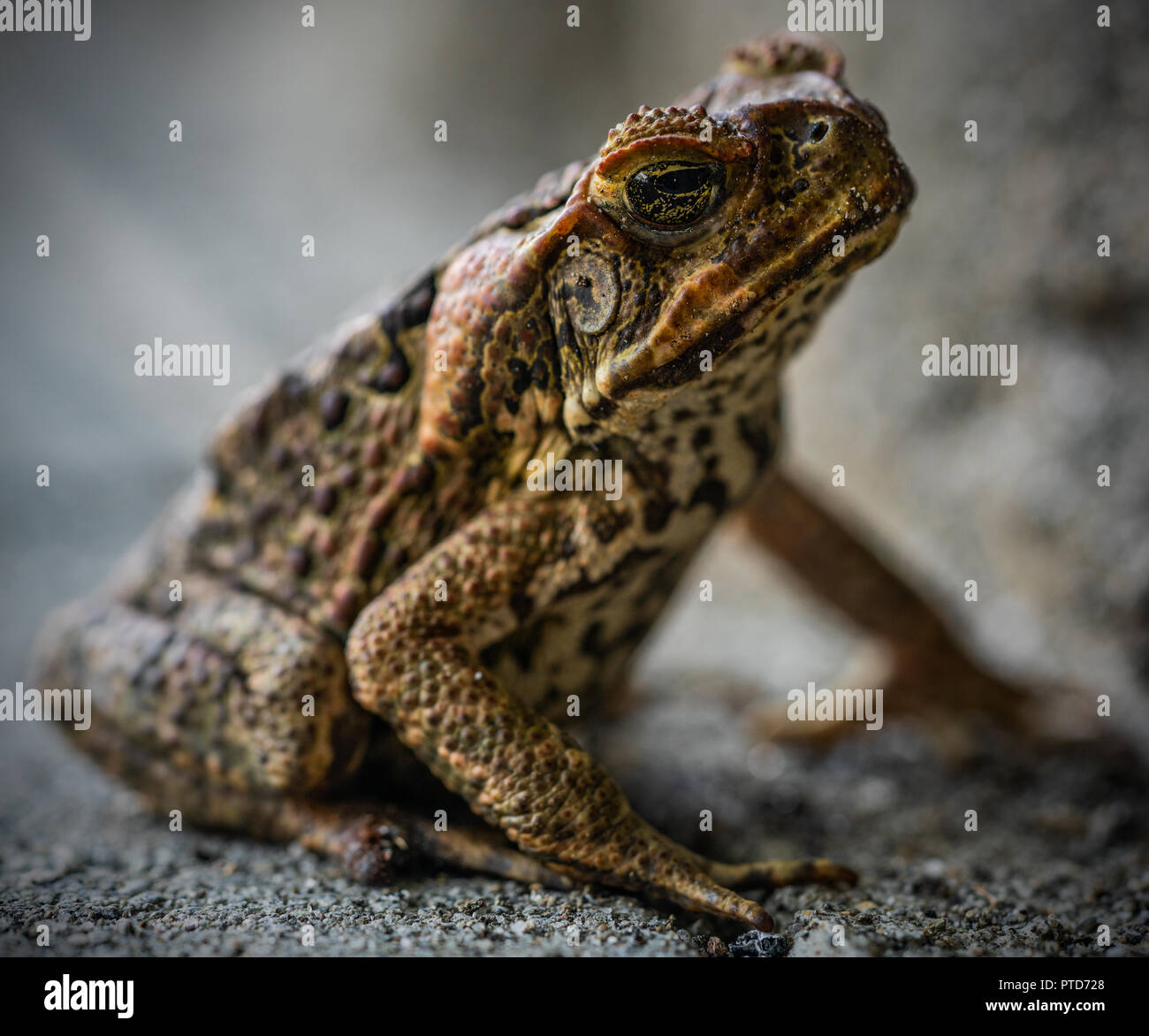 Invasive cane hi-res stock photography and images - Alamy