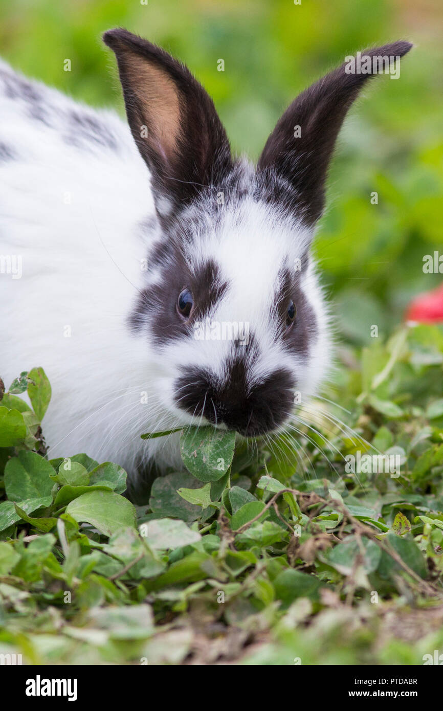 Baby bunnies hi-res stock photography and images - Alamy