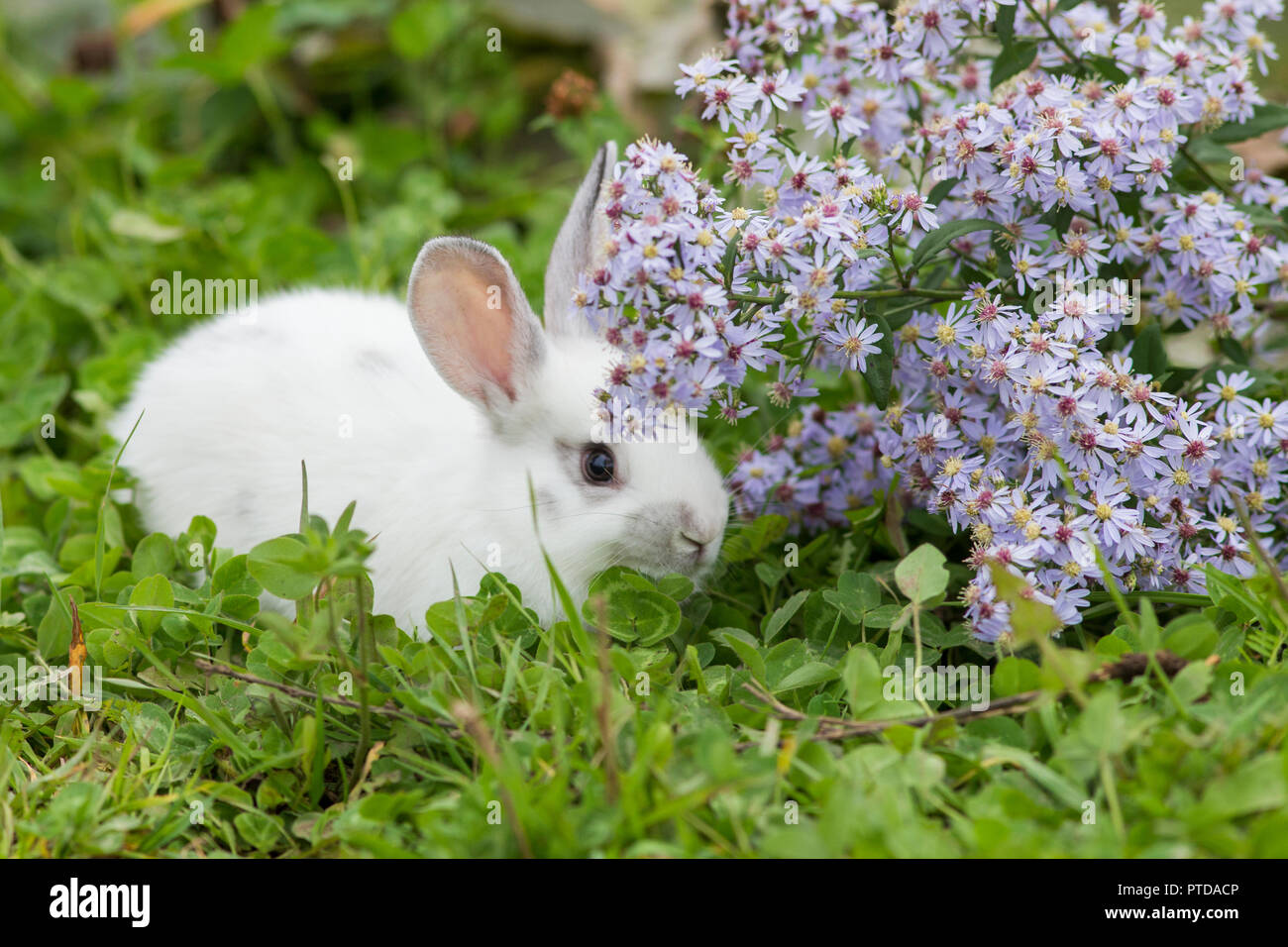 Cute baby bunnies in nature Stock Photo - Alamy