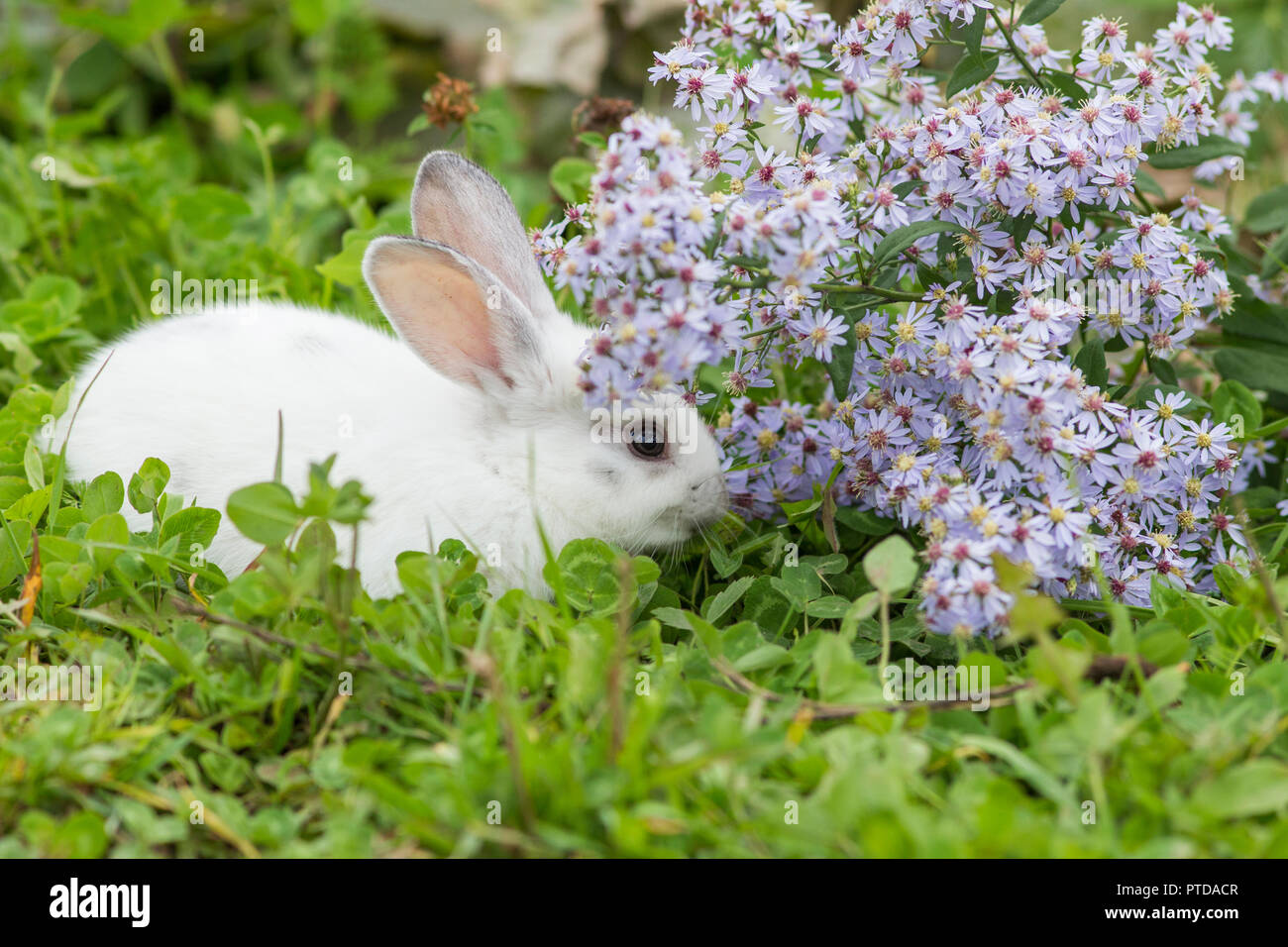 Cute Baby rabbit in purple flowers Stock Photo - Alamy