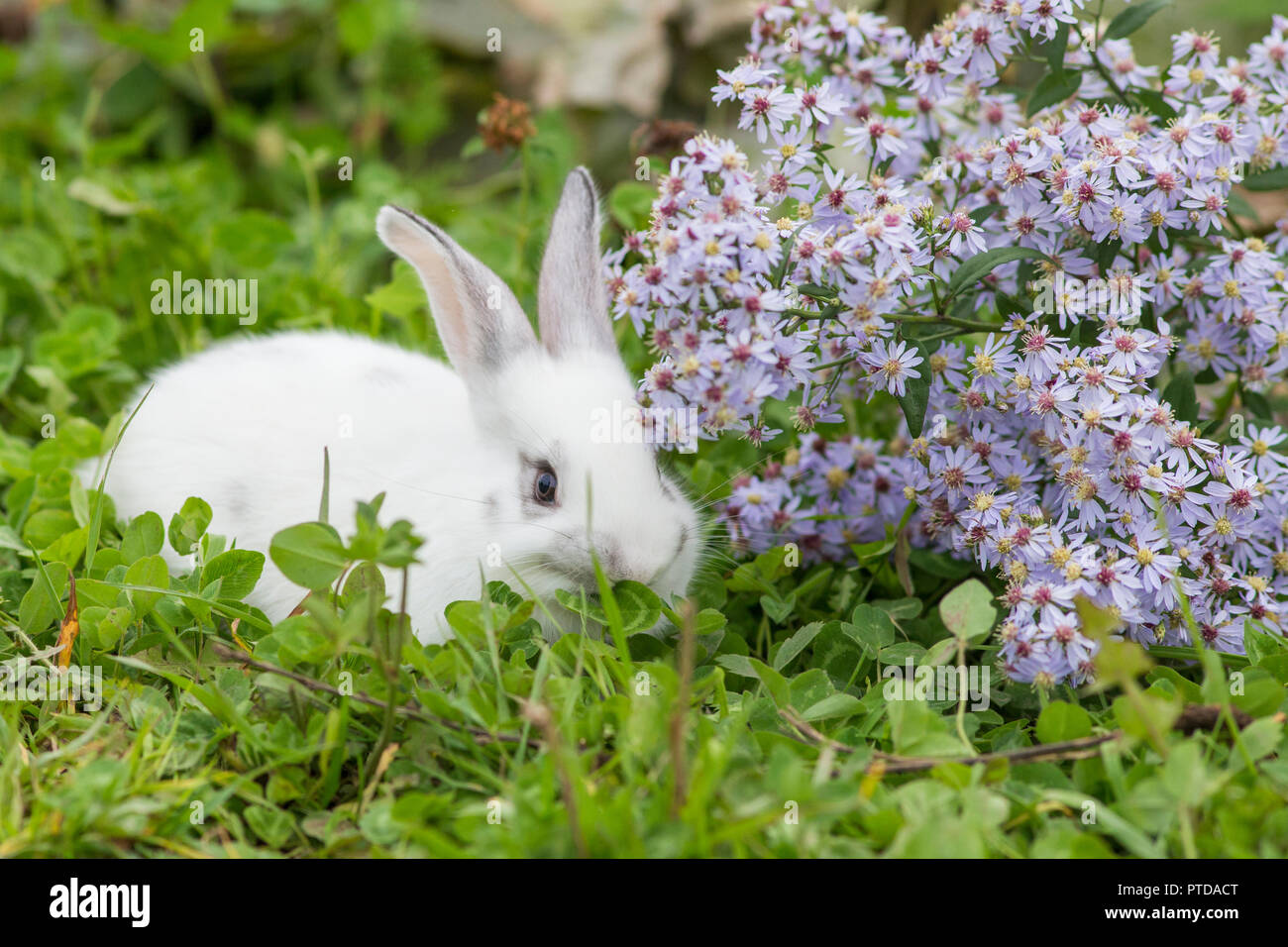 Cute Baby rabbit in purple flowers Stock Photo - Alamy