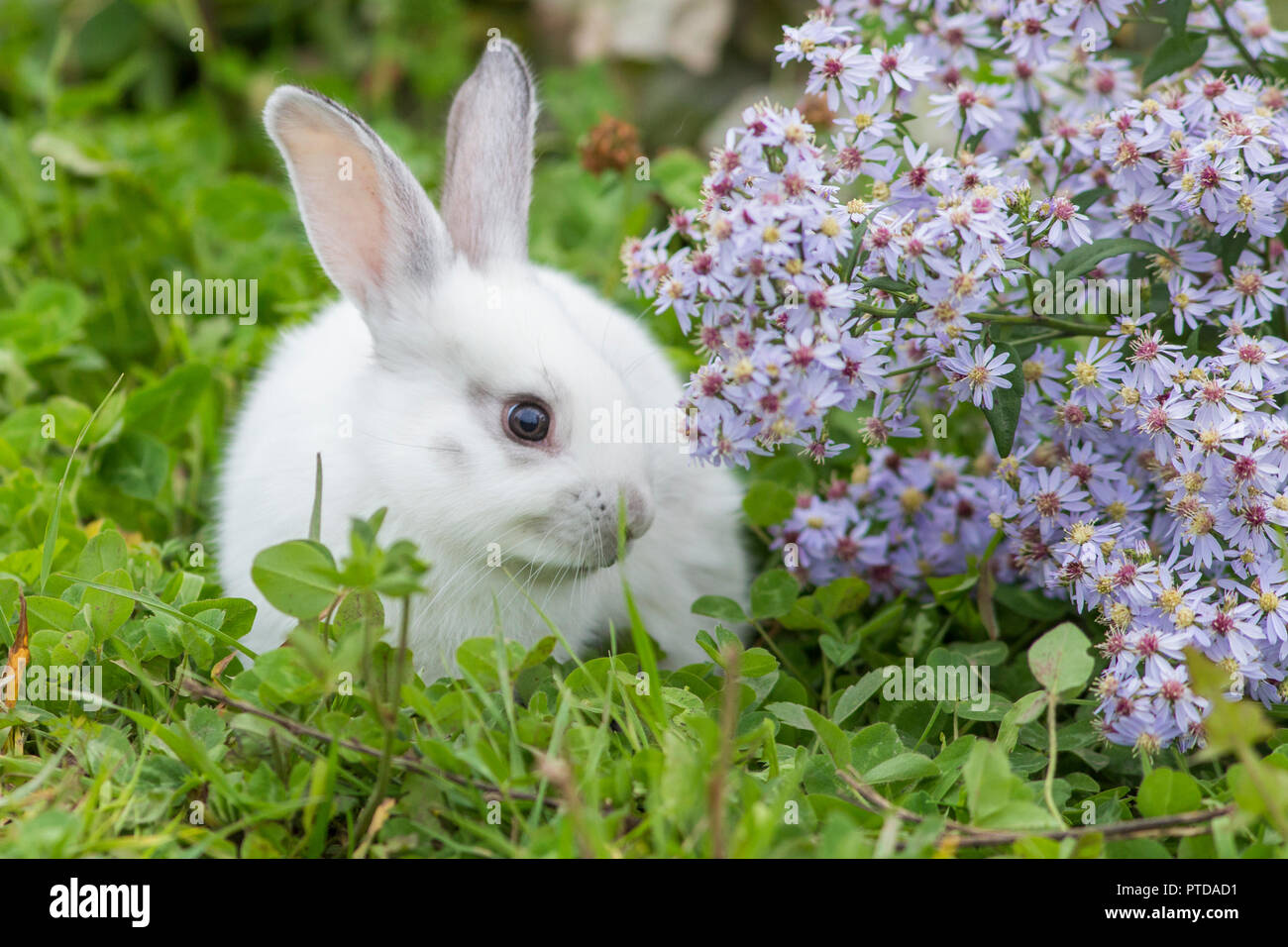 Cute Baby rabbit in purple flowers Stock Photo - Alamy