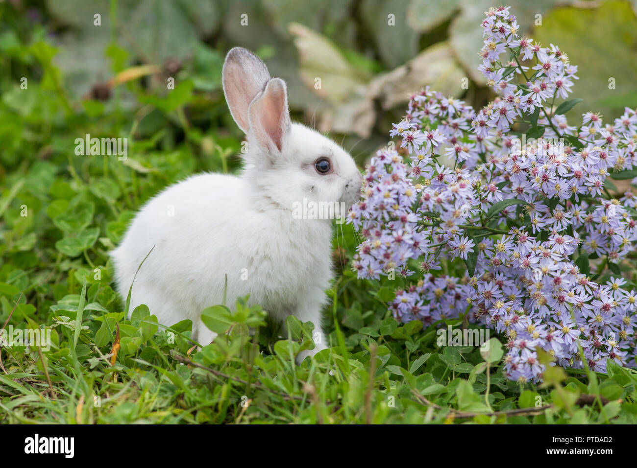 Cute Baby rabbit in purple flowers Stock Photo - Alamy