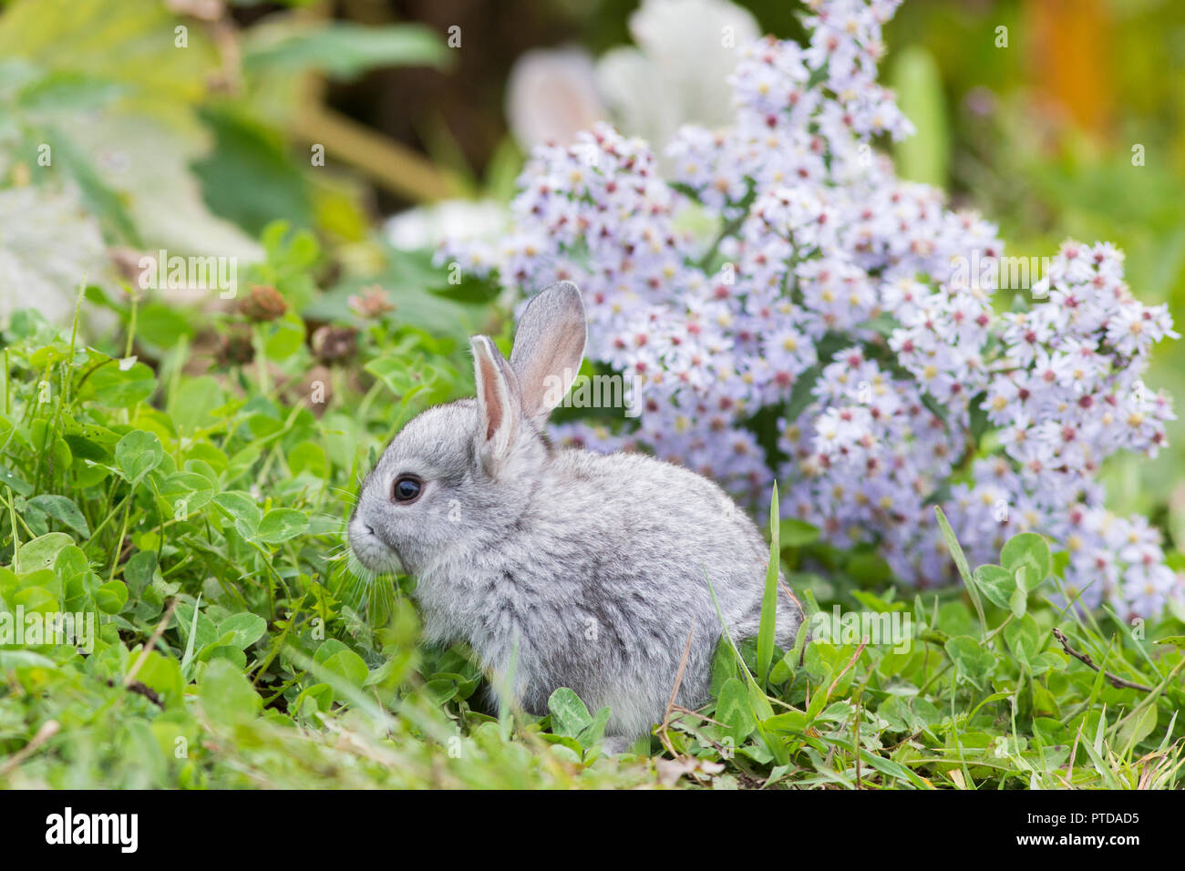 Cute Baby rabbit in purple flowers Stock Photo - Alamy
