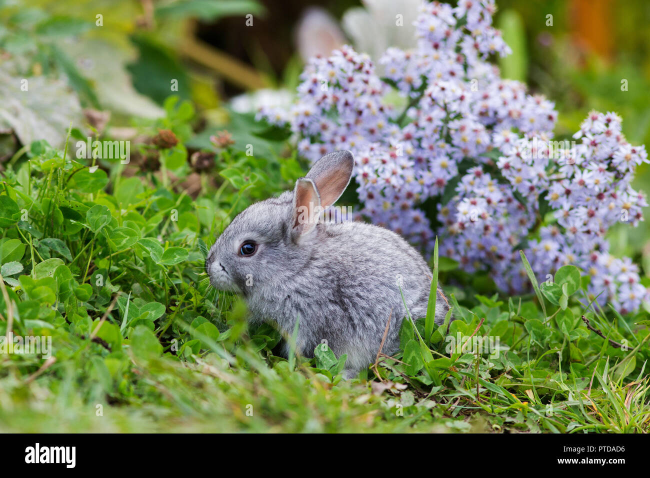 Cute Baby rabbit in purple flowers Stock Photo - Alamy