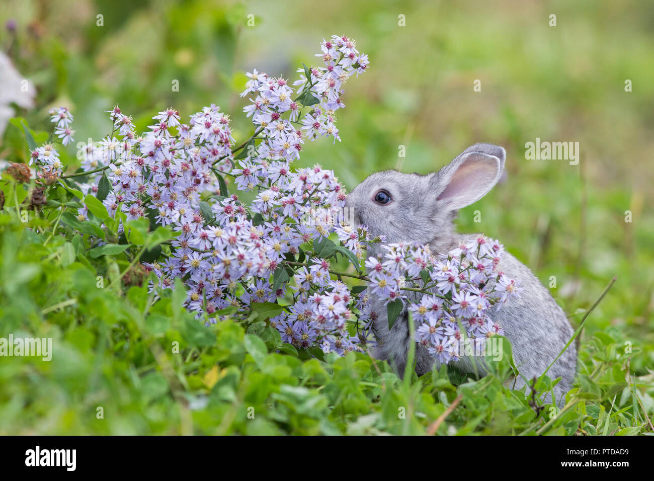 Cute Baby rabbit in purple flowers Stock Photo - Alamy