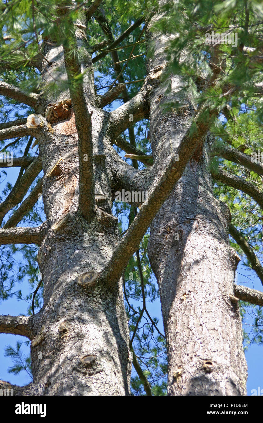 Self fusing hi-res stock photography and images - Alamy