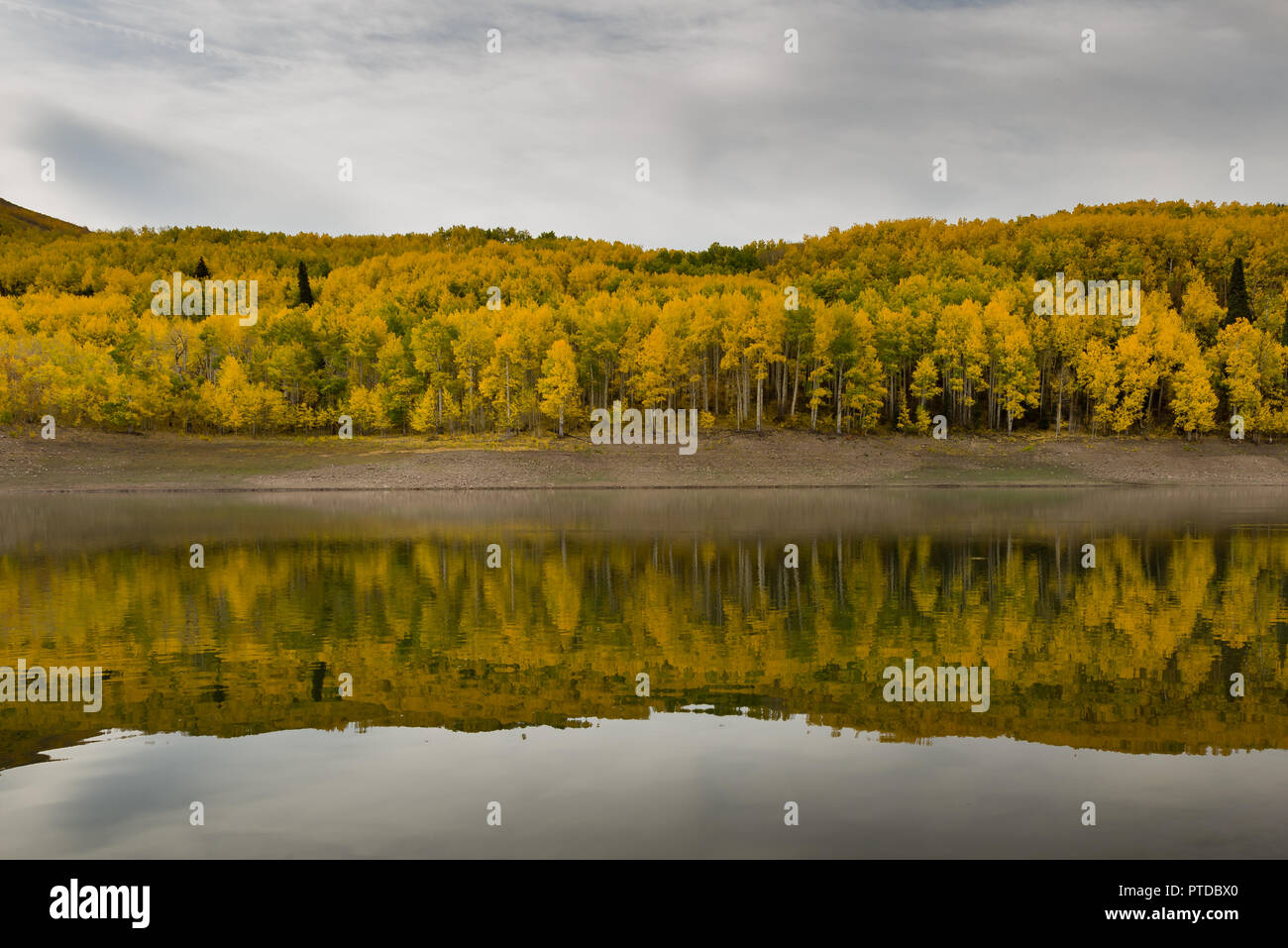 Aspen trees fall water reflections hi-res stock photography and images ...