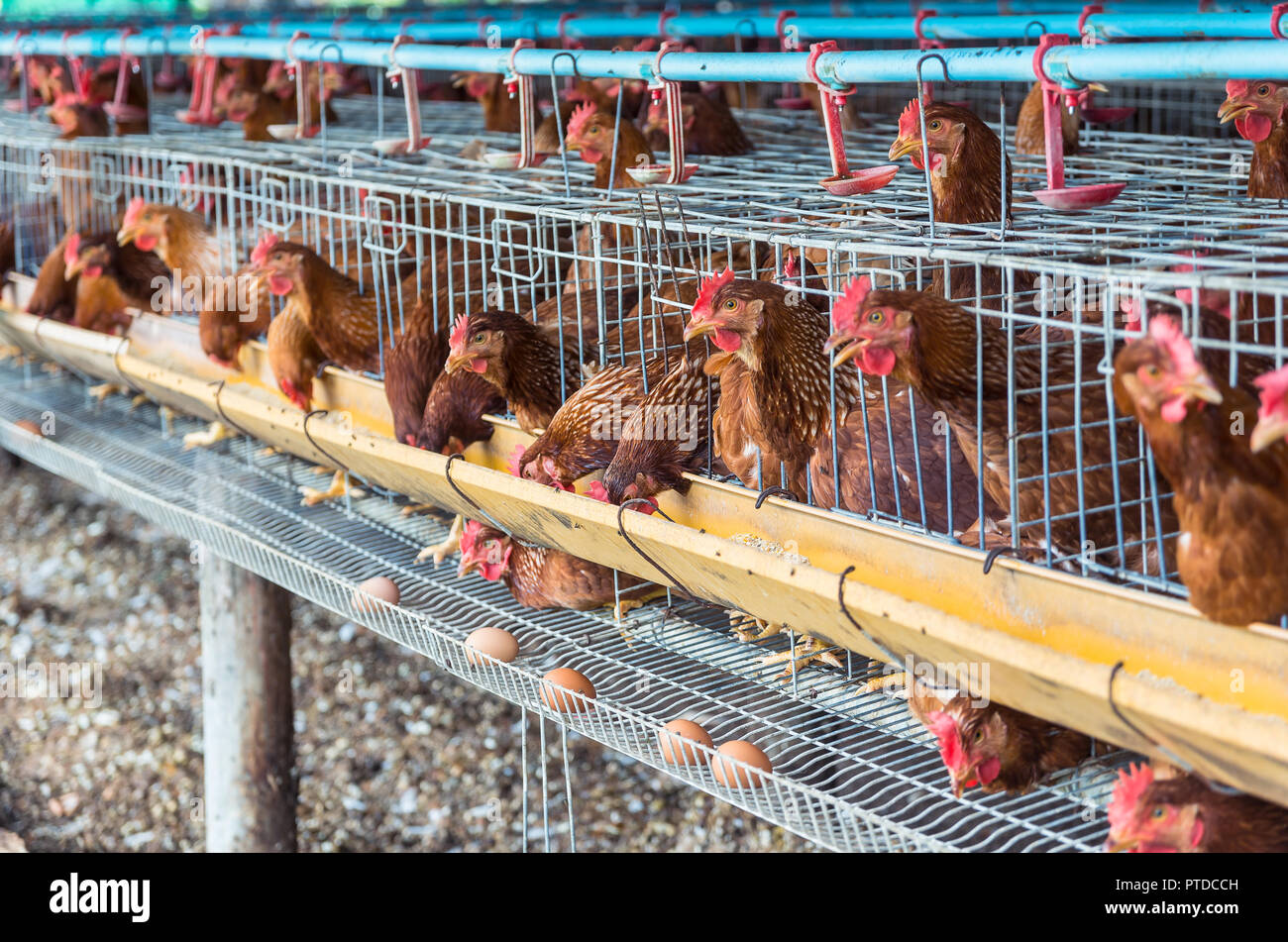 egg chicken farm Stock Photo - Alamy