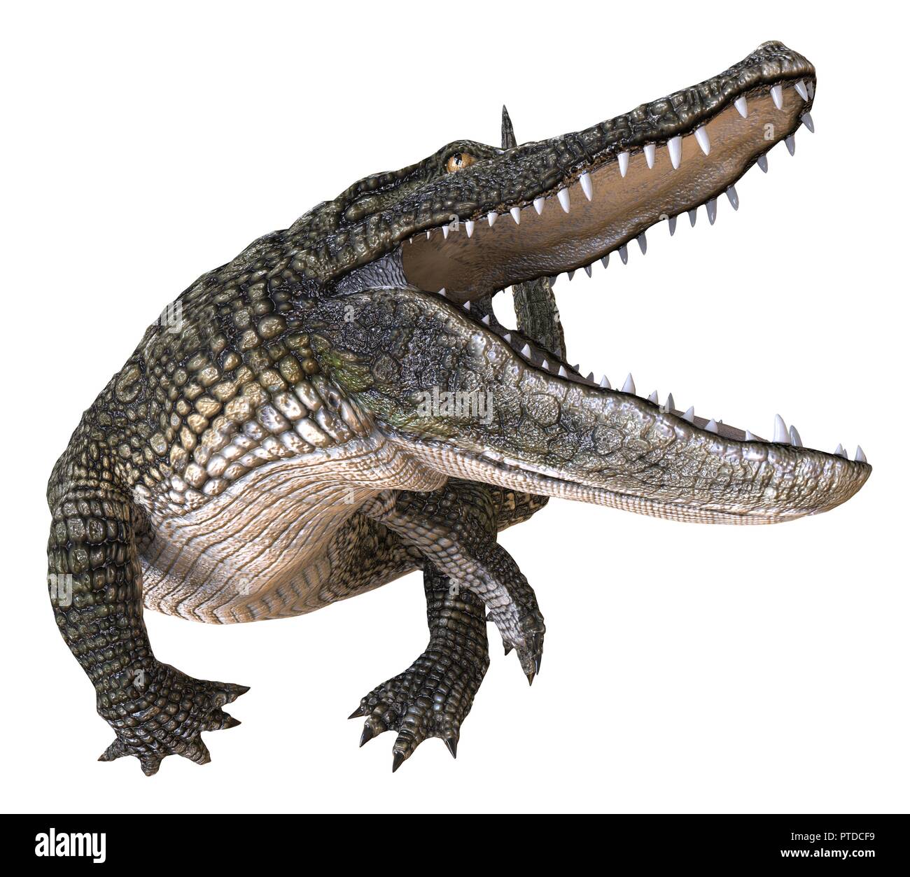 3D illustration alligator isolated on white background Stock Photo - Alamy