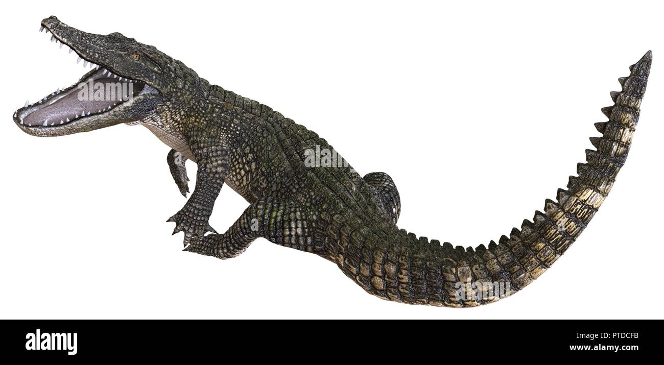 3D illustration alligator isolated on white background Stock Photo - Alamy