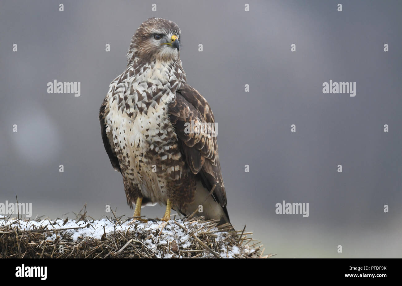 Common buzzard (Buteo buteo Stock Photo - Alamy