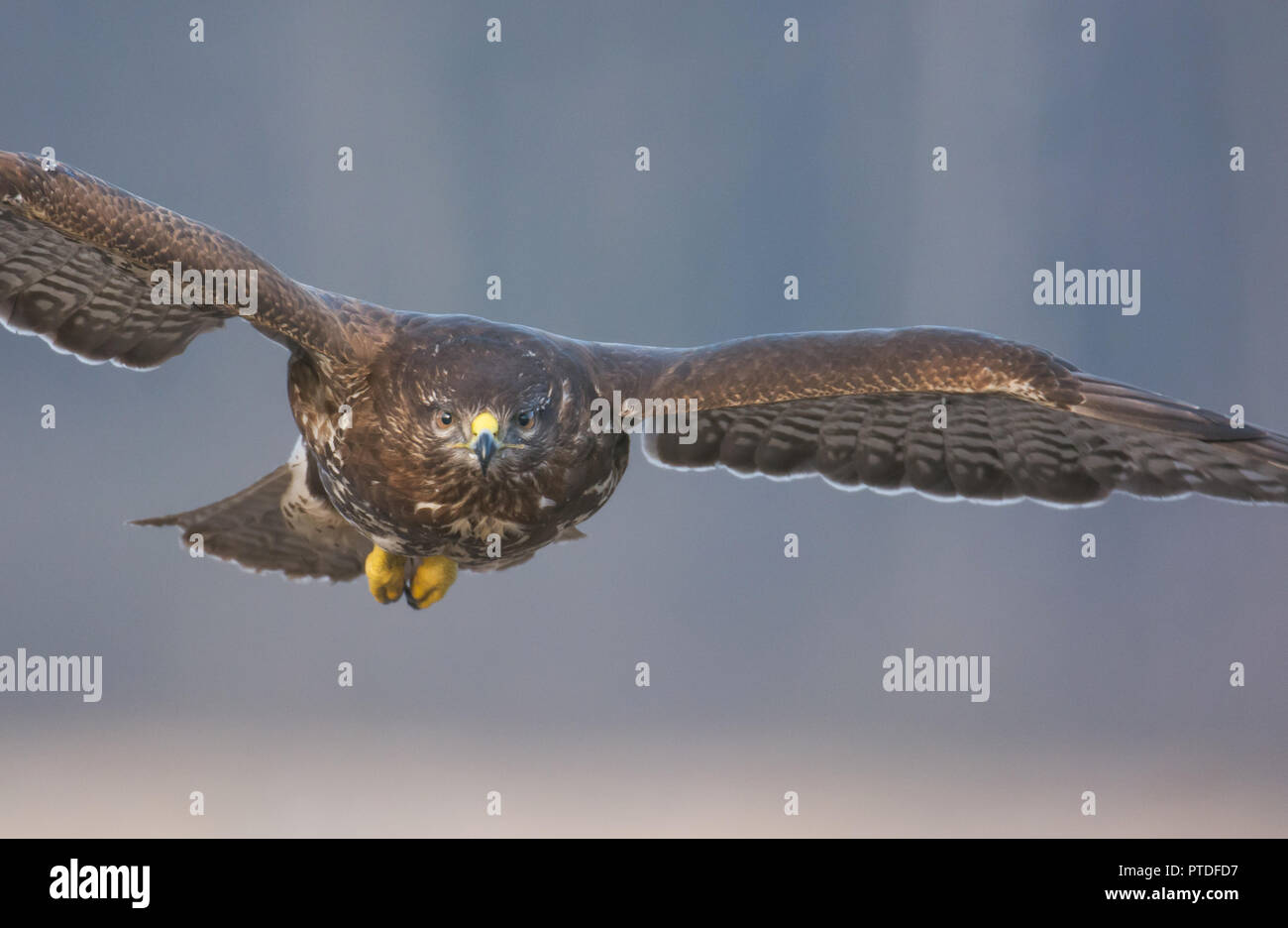Common buzzard close up eye hi-res stock photography and images - Alamy