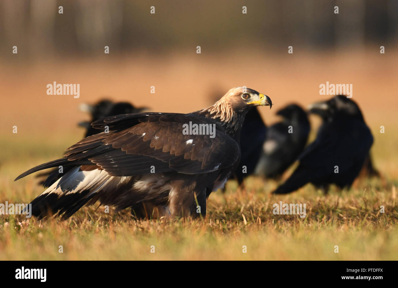 Golden Eagle (Aquila chrysaetos Stock Photo - Alamy