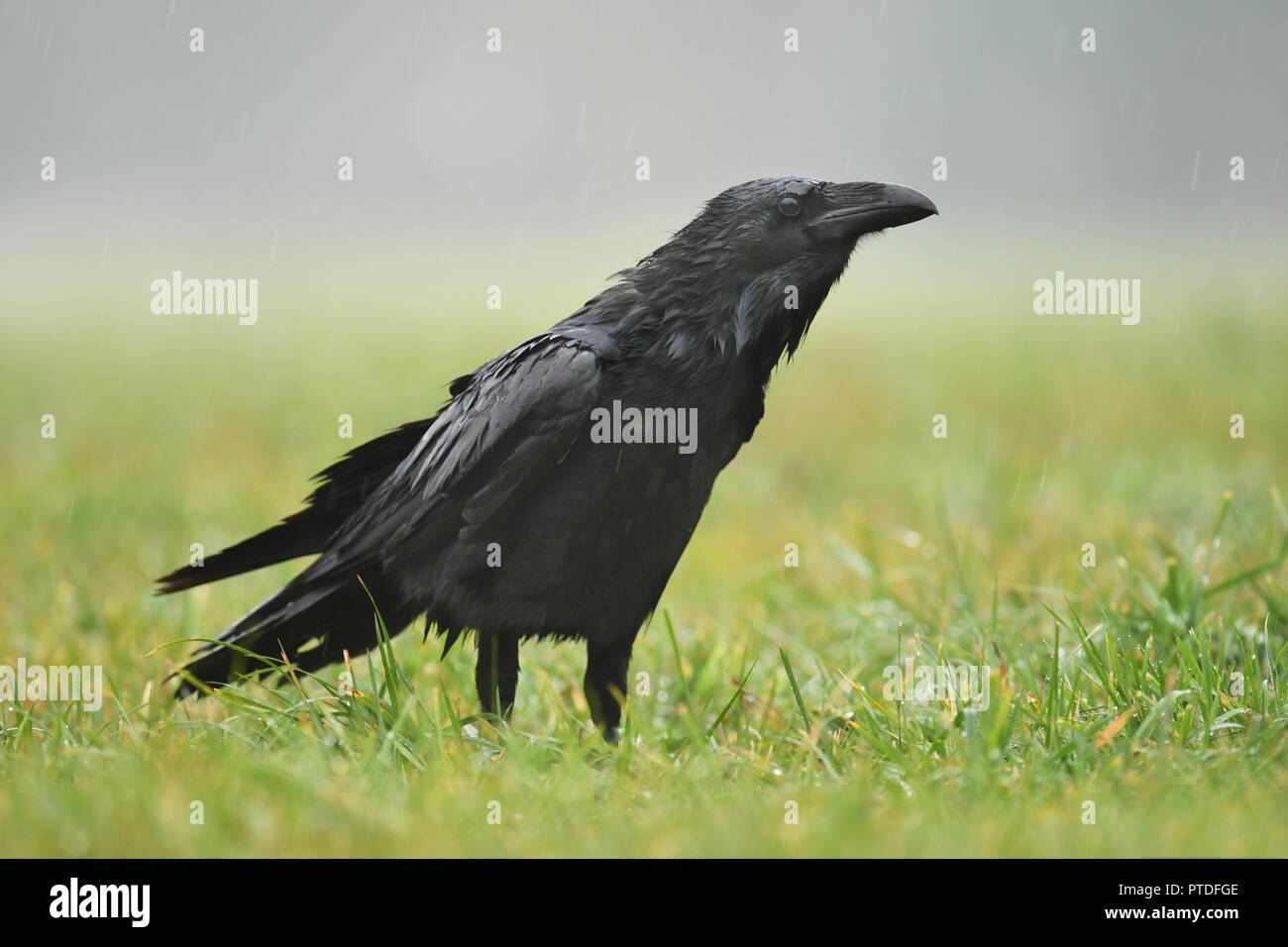 Raven (Corvus corax Stock Photo - Alamy