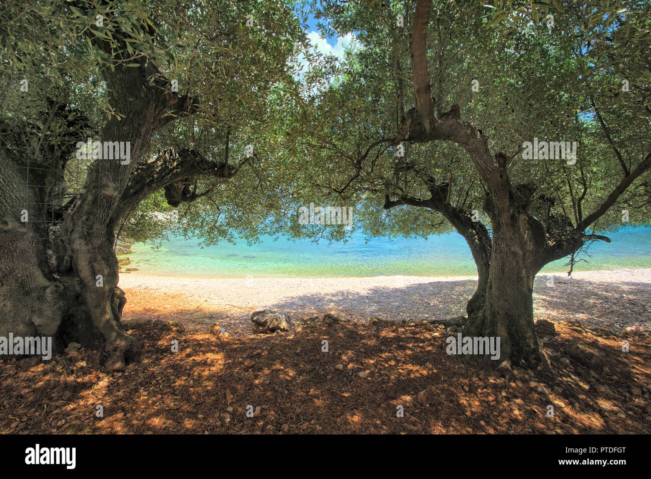 Olive trees on horgota beach - Kefalonia, Greece Stock Photo - Alamy