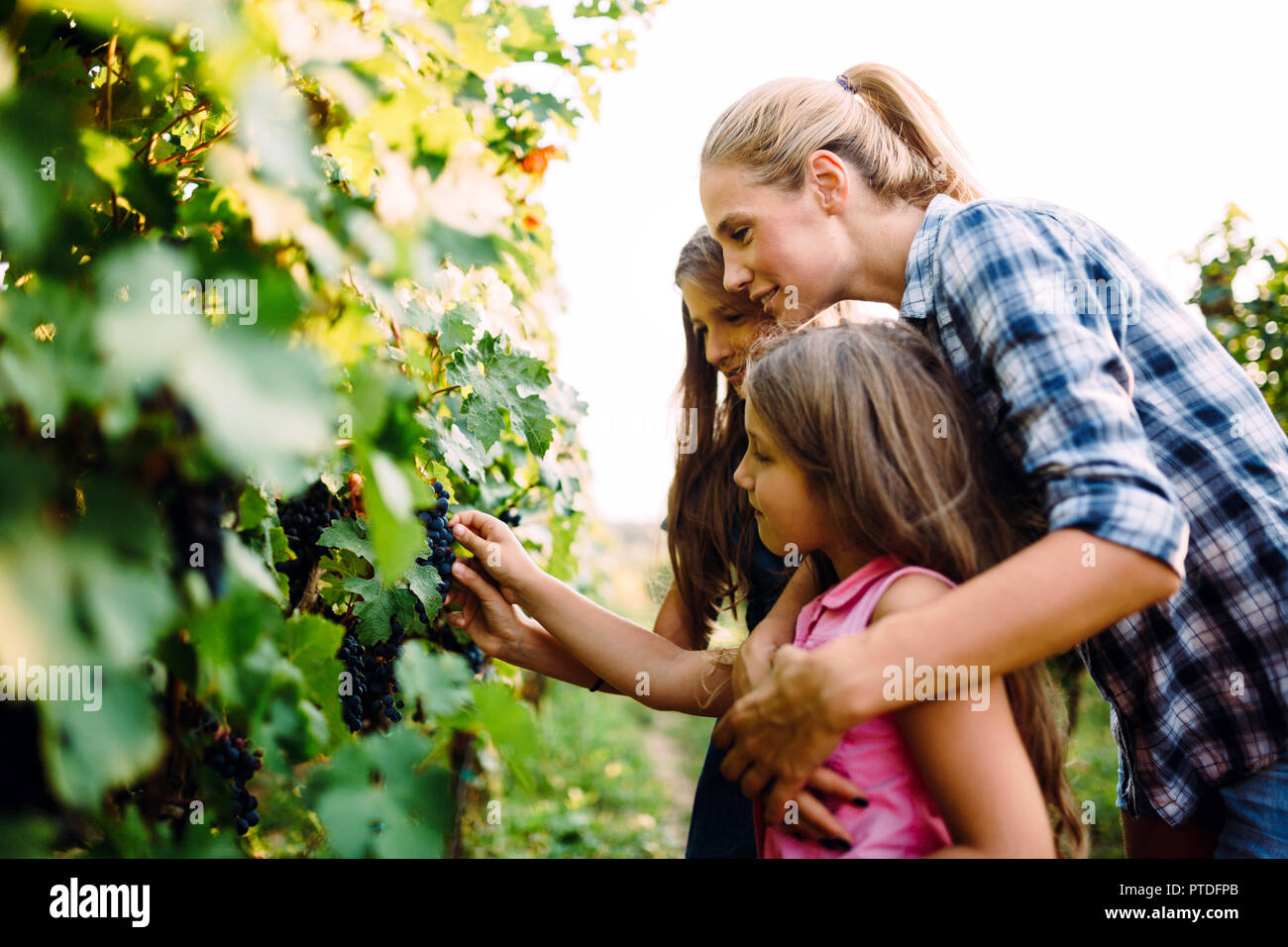 Happy wine grower family walking in vineyard Stock Photo - Alamy