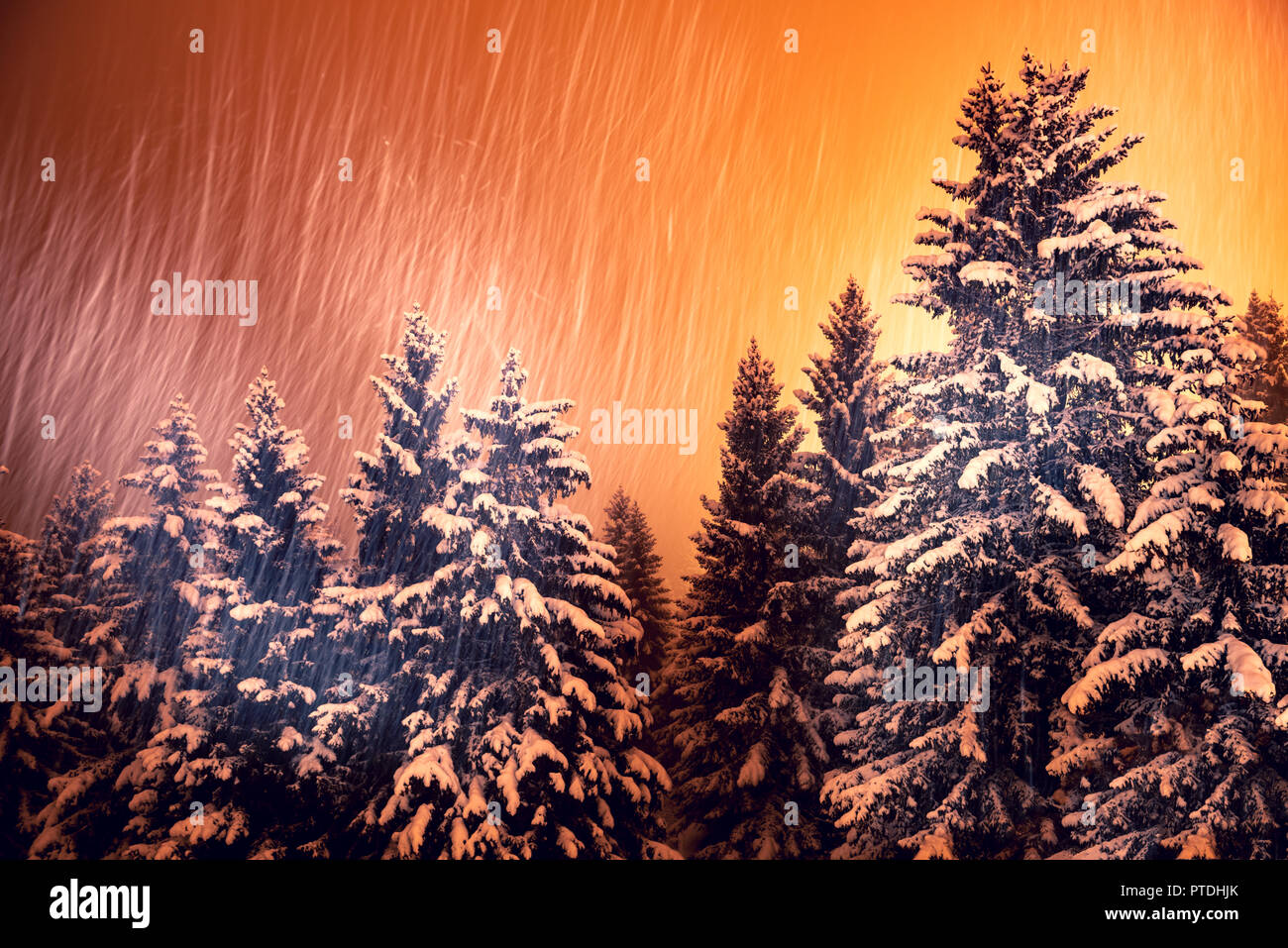 Evening snowfall in the mountains with snow-covered pines Stock Photo ...