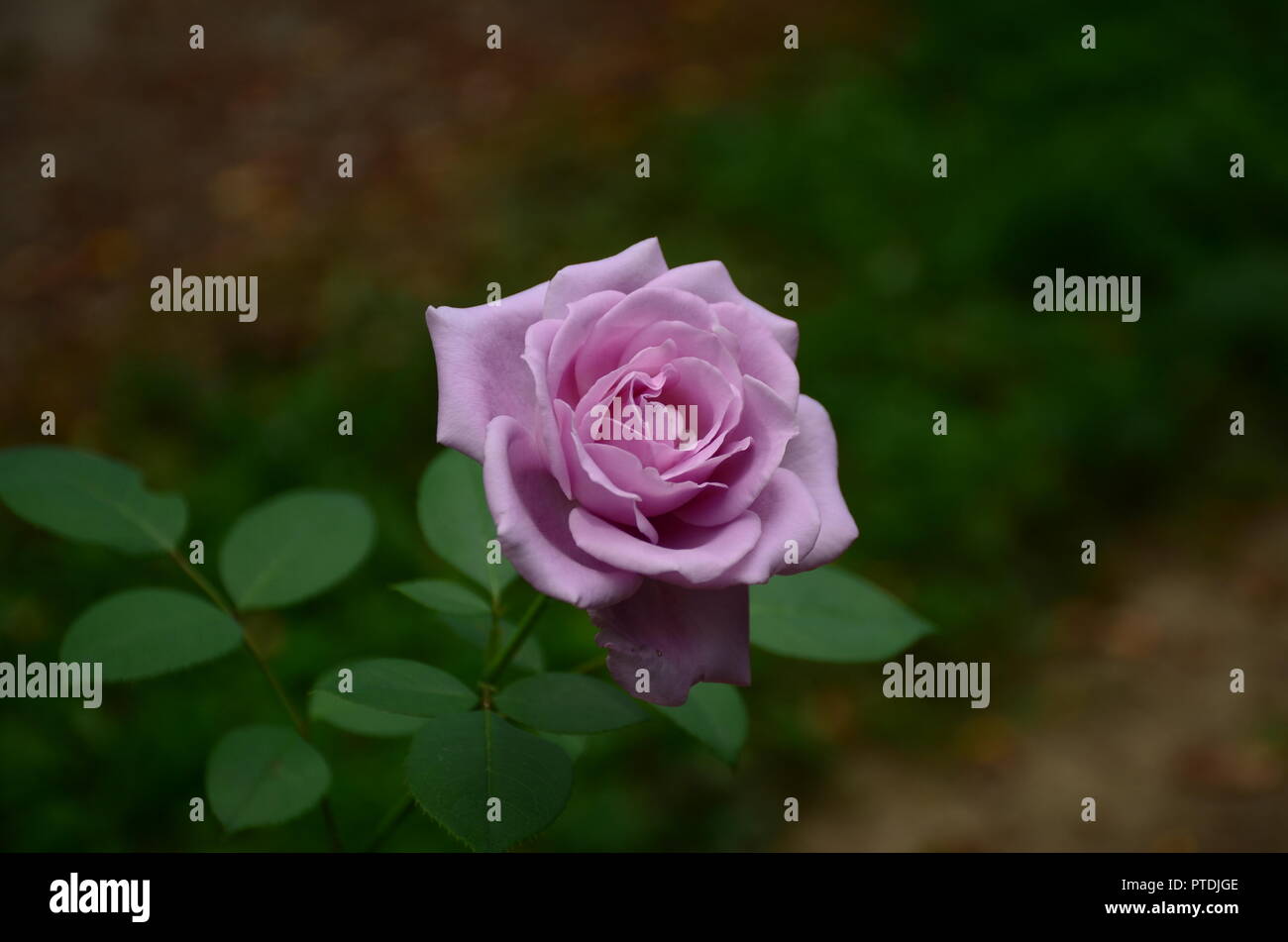 Purple rose and nature hi-res stock photography and images - Alamy