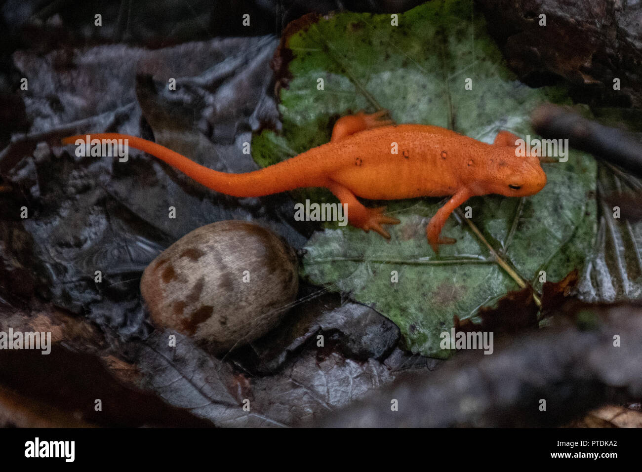 Eastern spotted newt hi-res stock photography and images - Alamy